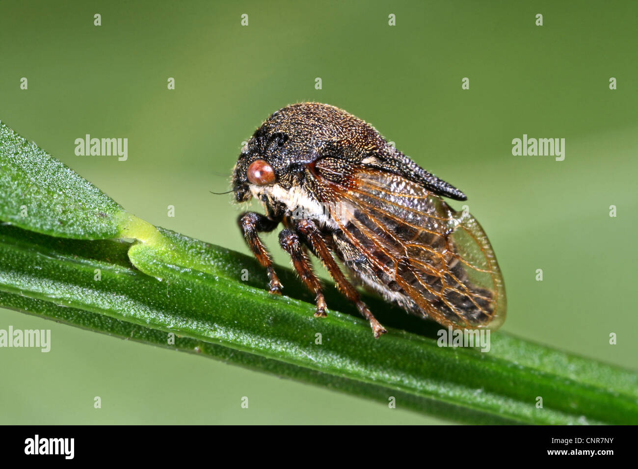 cicada (Gargara genistae), on Scotch broom Cytisus scoparius ...