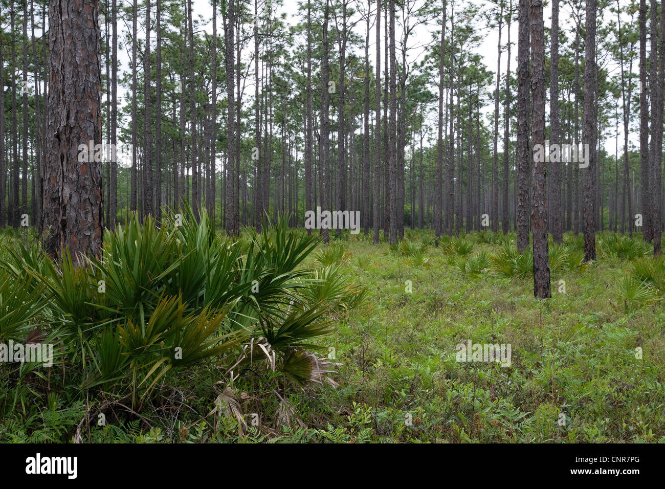 Dwarf or Bush Palmetto Sabal minor in Longleaf Pine Forest Pinus ...