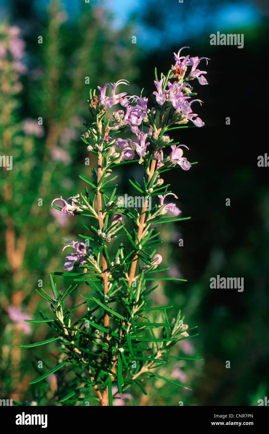 Labiate lamiaceae rosmarinus hi-res stock photography and images - Alamy