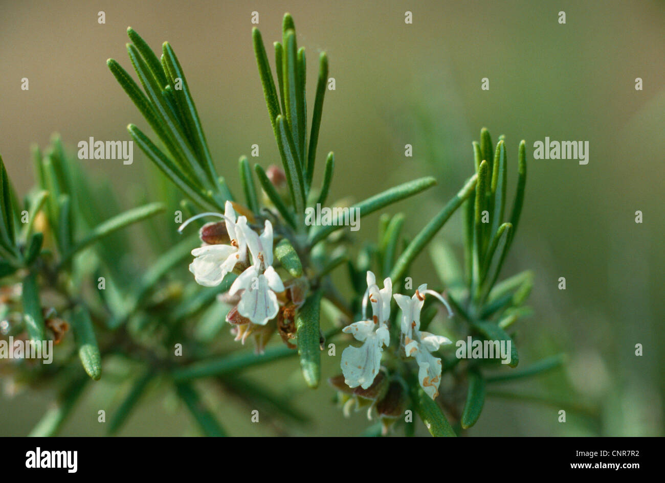 rosemary (Rosmarinus officinalis), flowers and leaves Stock Photo - Alamy