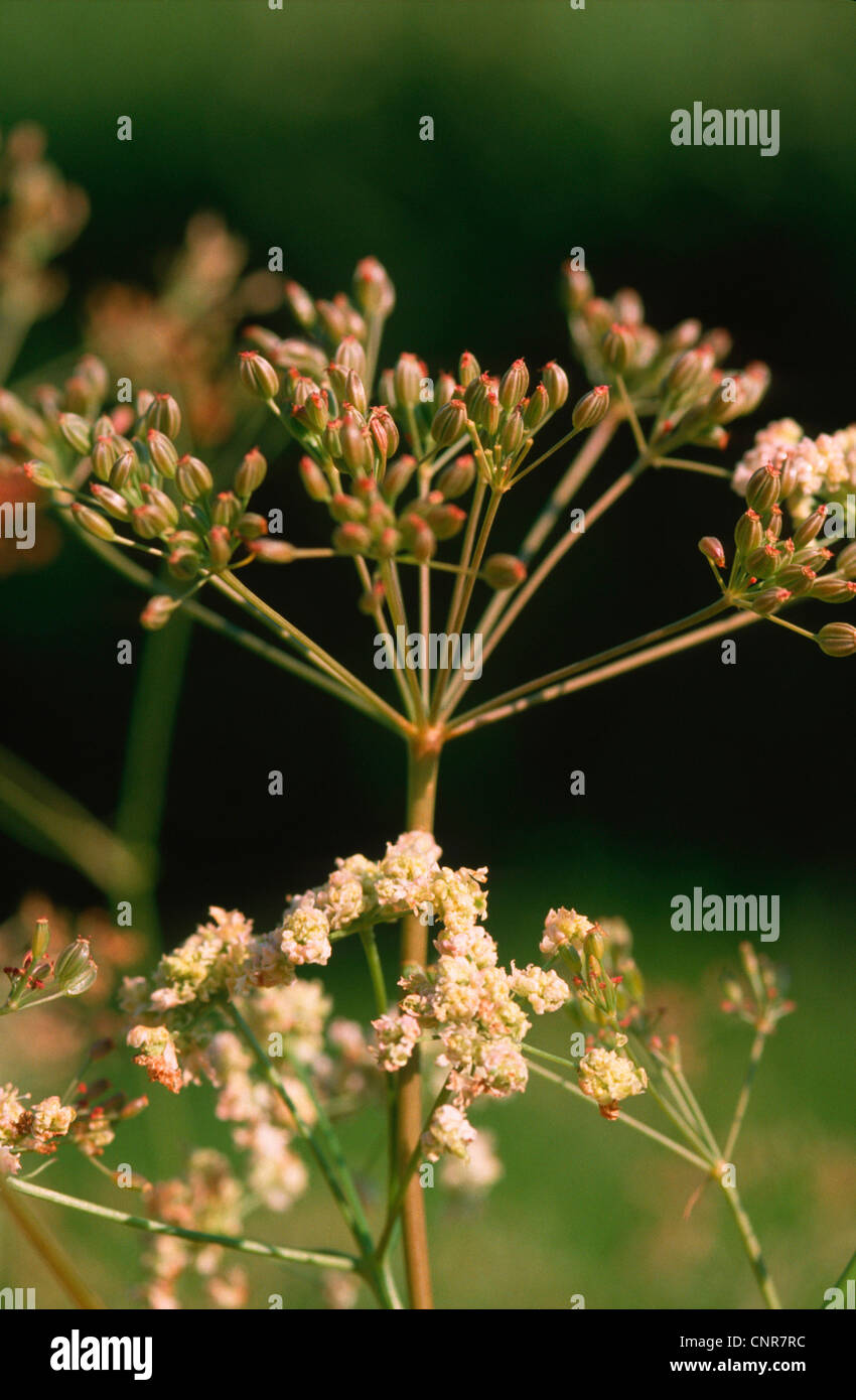 Carum carvi plant fruit hi-res stock photography and images - Alamy