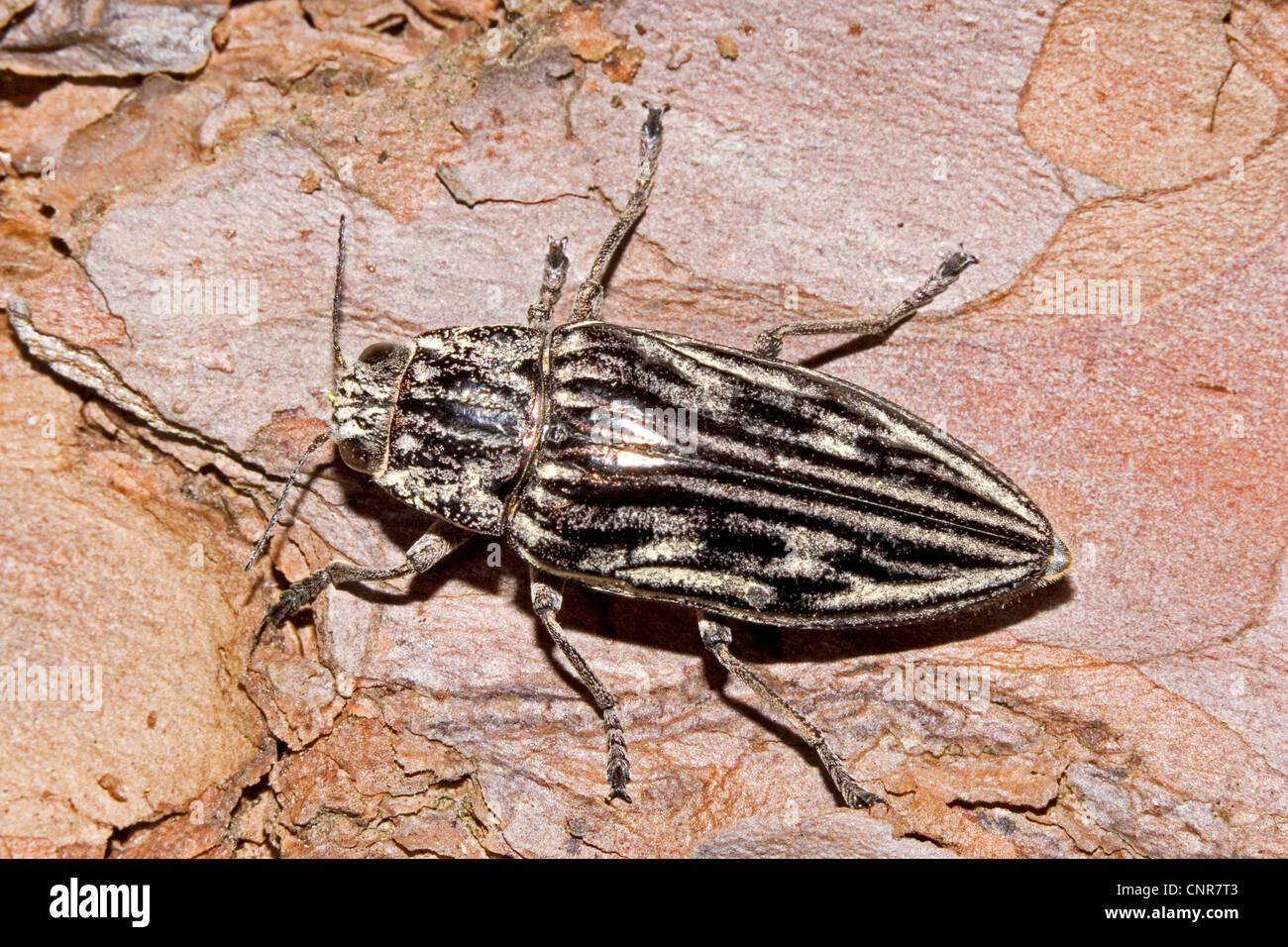 European sculptured pine borer (Chalcophora mariana), on pine, Germany ...