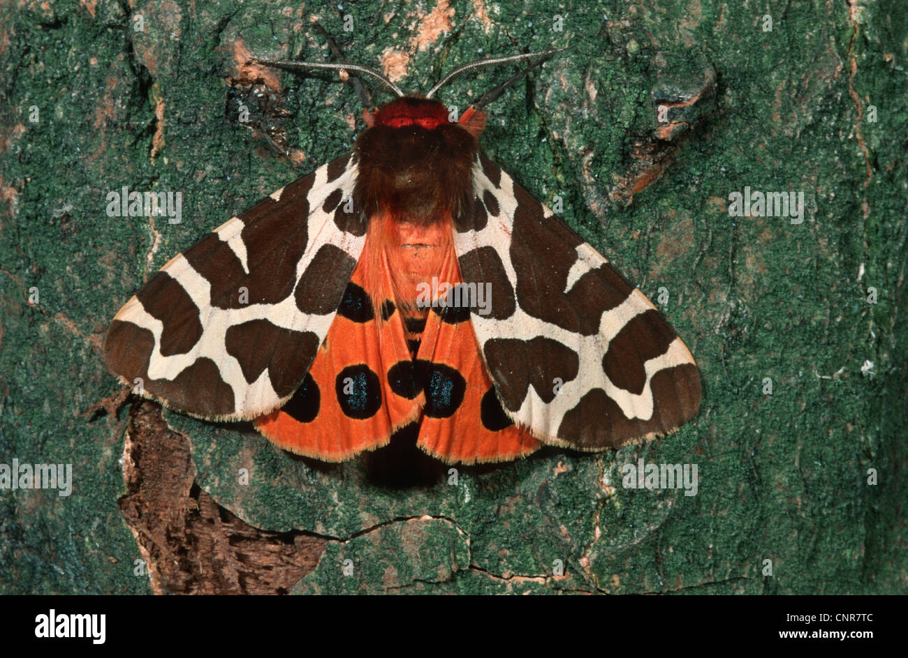 garden tiger (Arctia caja), sitting on bark, Germany Stock Photo - Alamy