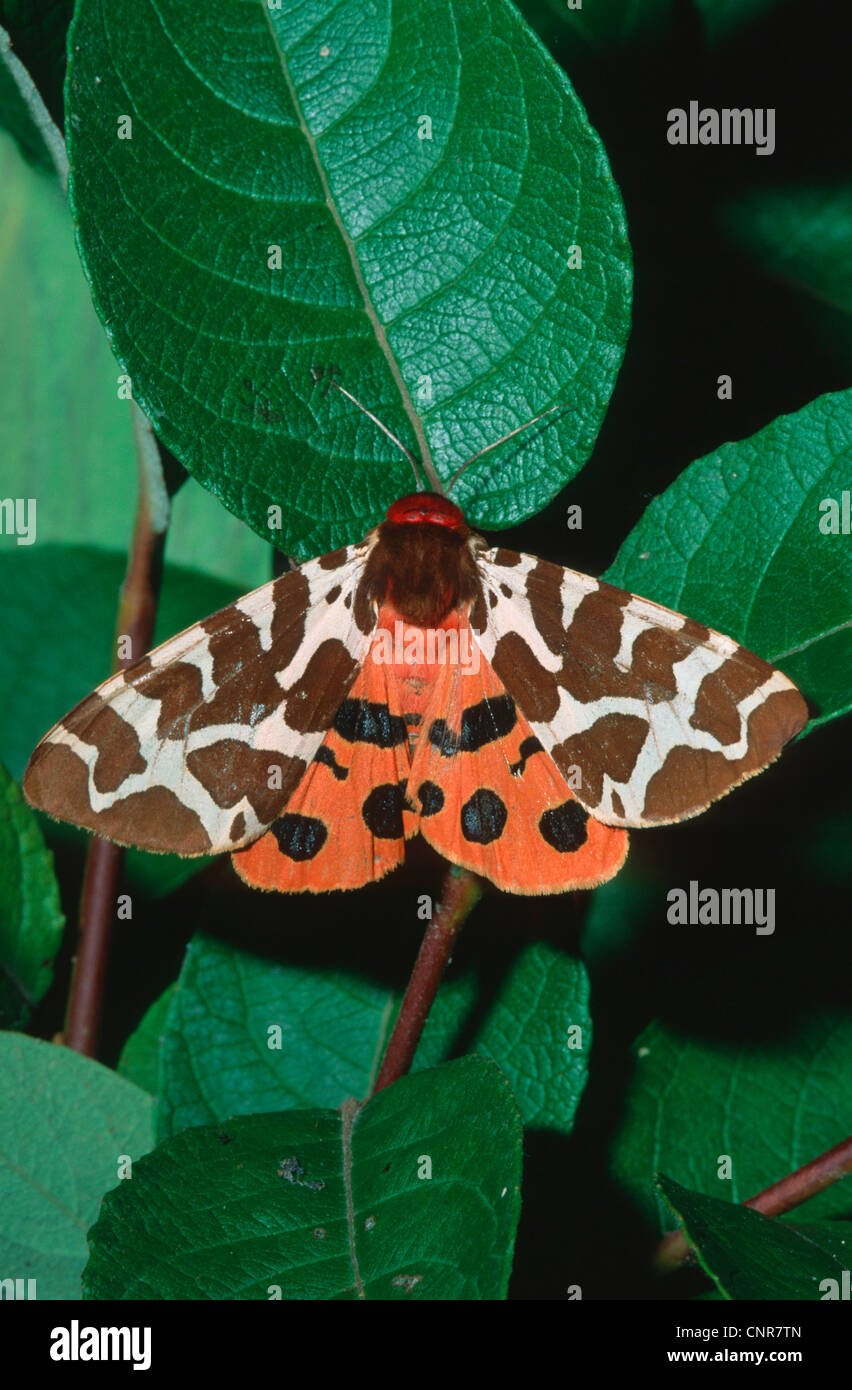 garden tiger (Arctia caja), sitting at a branch, Germany Stock Photo ...