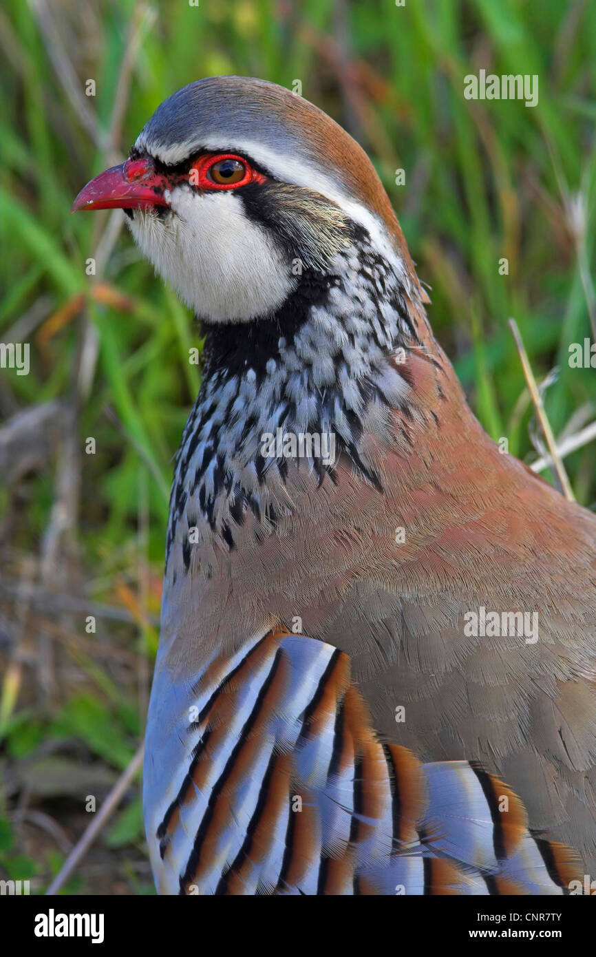red-legged partridge (Alectoris rufa), portrait, Europe Stock Photo - Alamy
