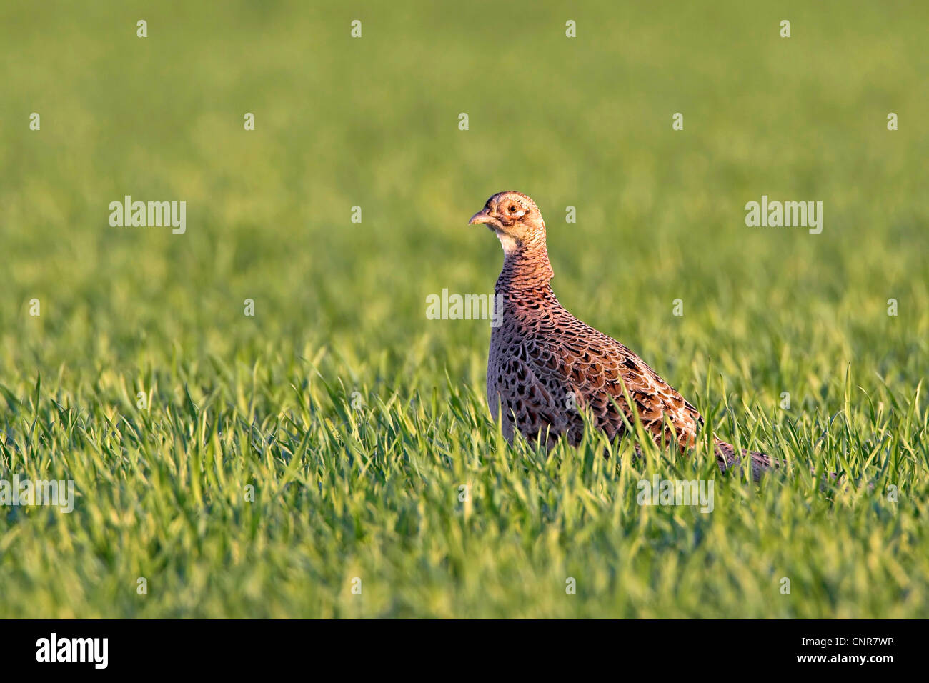 common pheasant, Caucasus Pheasant, Caucasian Pheasant (Phasianus ...