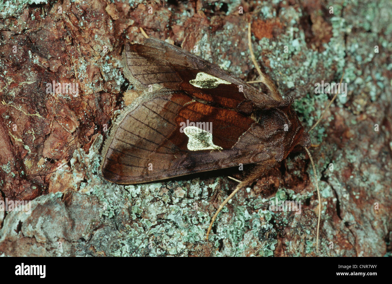 Autographa bractea (Autographa bractea), sitting on bark, Germany Stock ...
