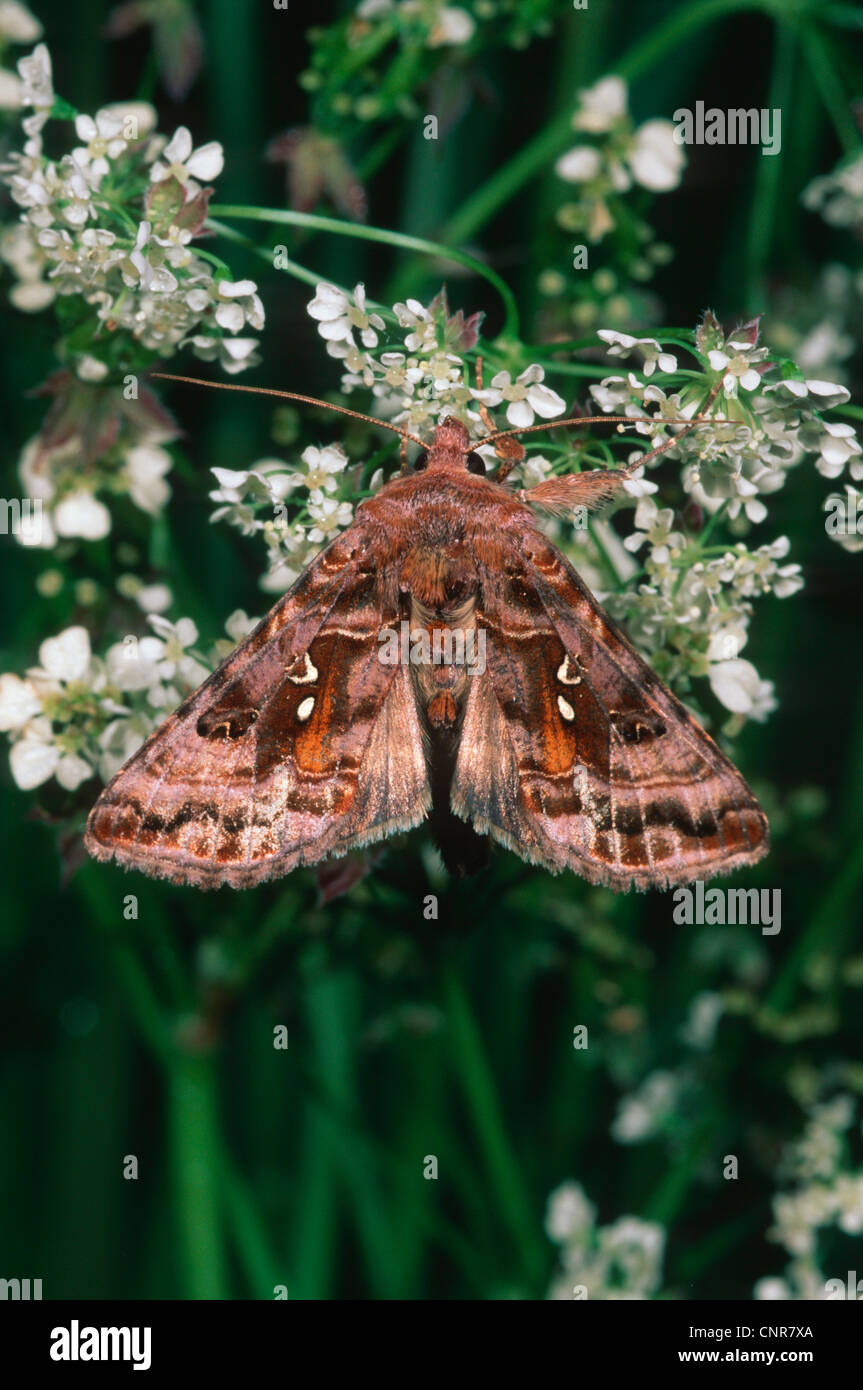 Beautiful golden y moth hi-res stock photography and images - Alamy