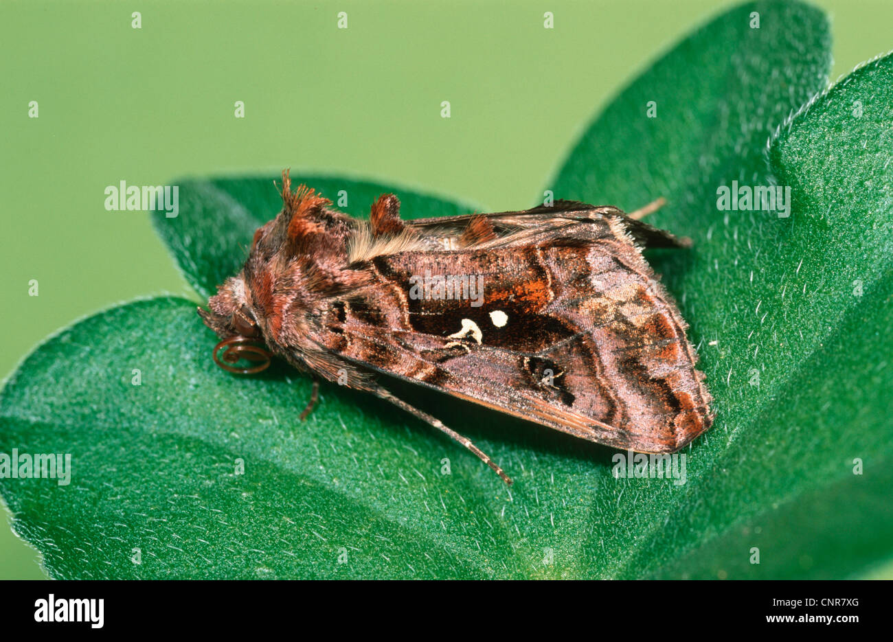 Beautiful golden y moth hi-res stock photography and images - Alamy