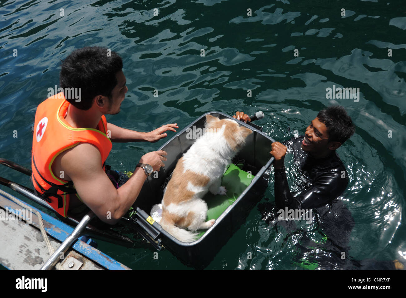 dog going for a swim in a box, morakot cave, the island of koh mook ...