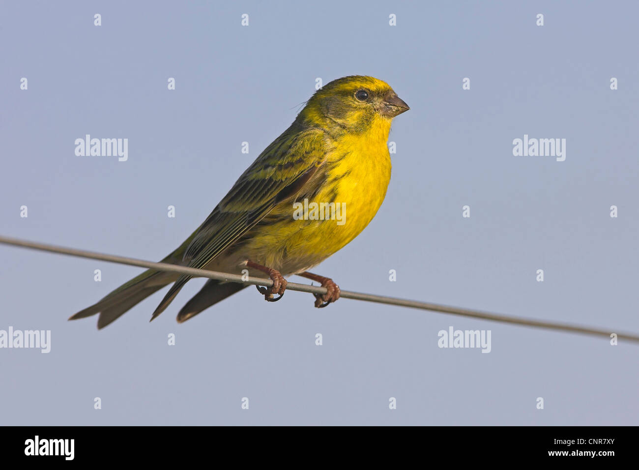 Serin fence hi-res stock photography and images - Alamy