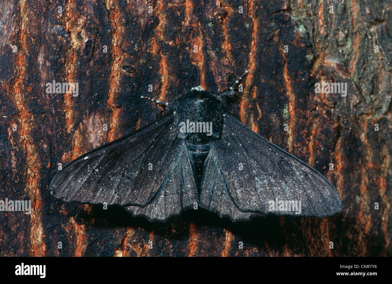 Biston betularia (Biston betularia f. carbonaria), forma carbonaria ...