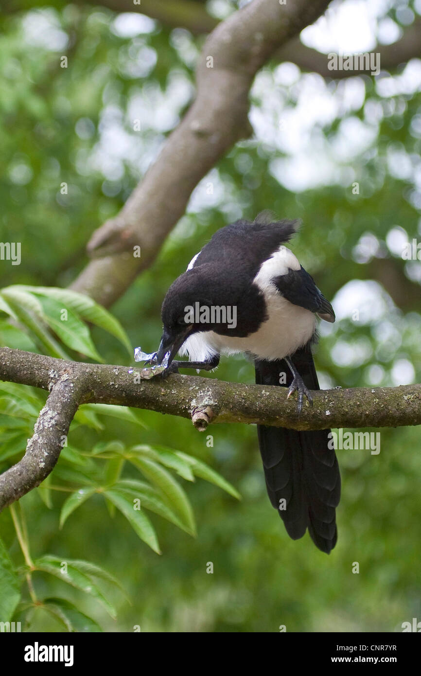 Black billed magpie pica pica playing hi-res stock photography and ...