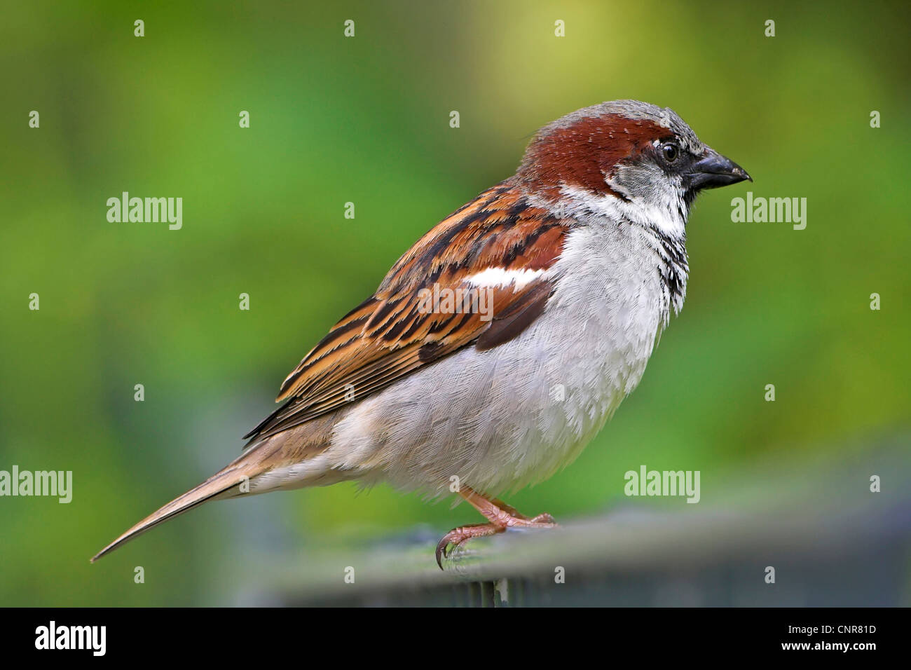 Passer domesticus horizontal hi-res stock photography and images - Alamy