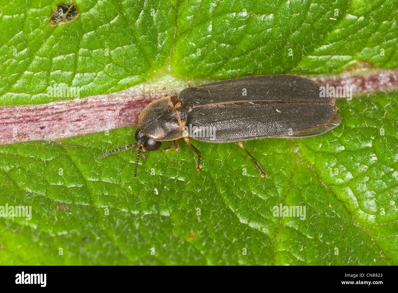 great European glow-worm beetle Lampyris noctiluca, male sitting on a ...