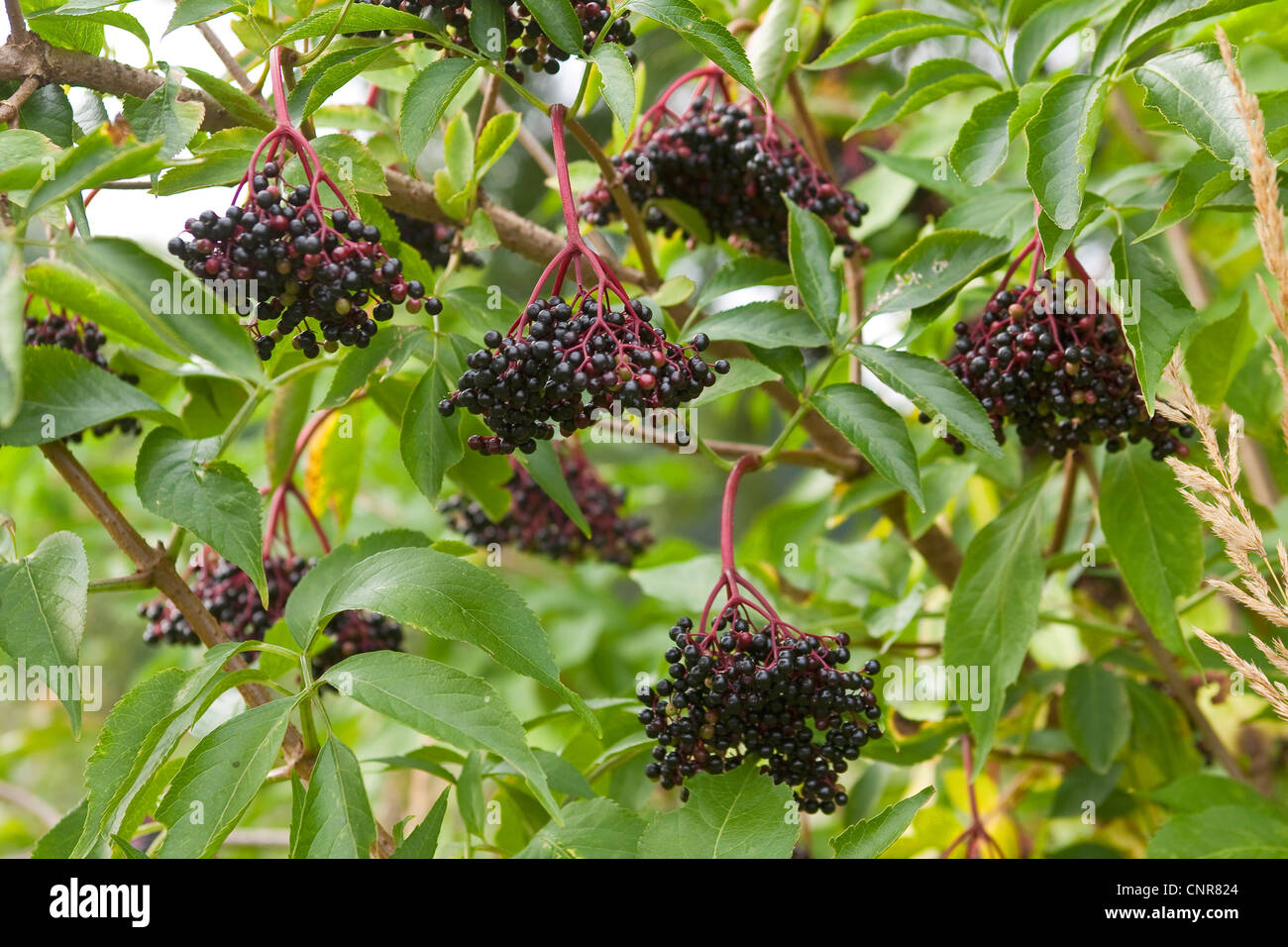 Sambucus hi-res stock photography and images - Alamy
