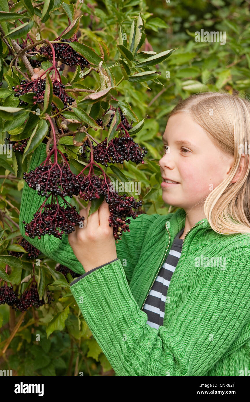 Elder sambucus hi-res stock photography and images - Alamy