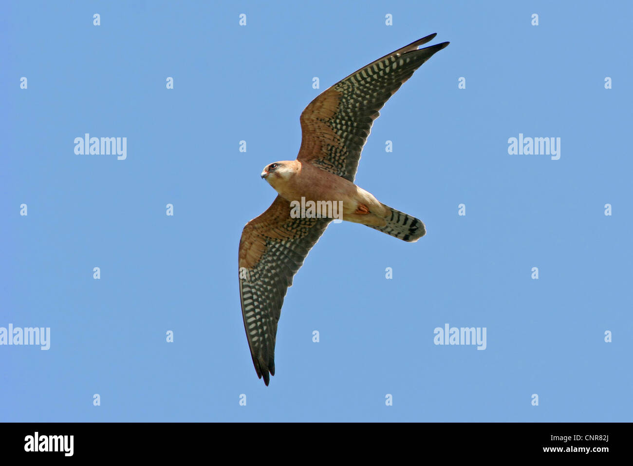 western red-footed falcon (Falco vespertinus), flying, Europe Stock ...