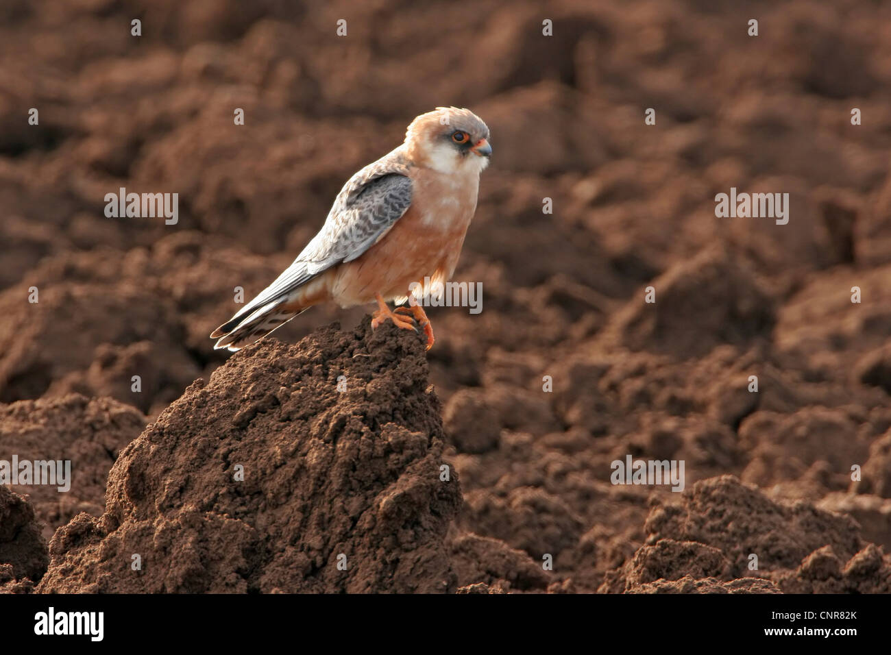 western red-footed falcon (Falco vespertinus), sitting on an acre ...