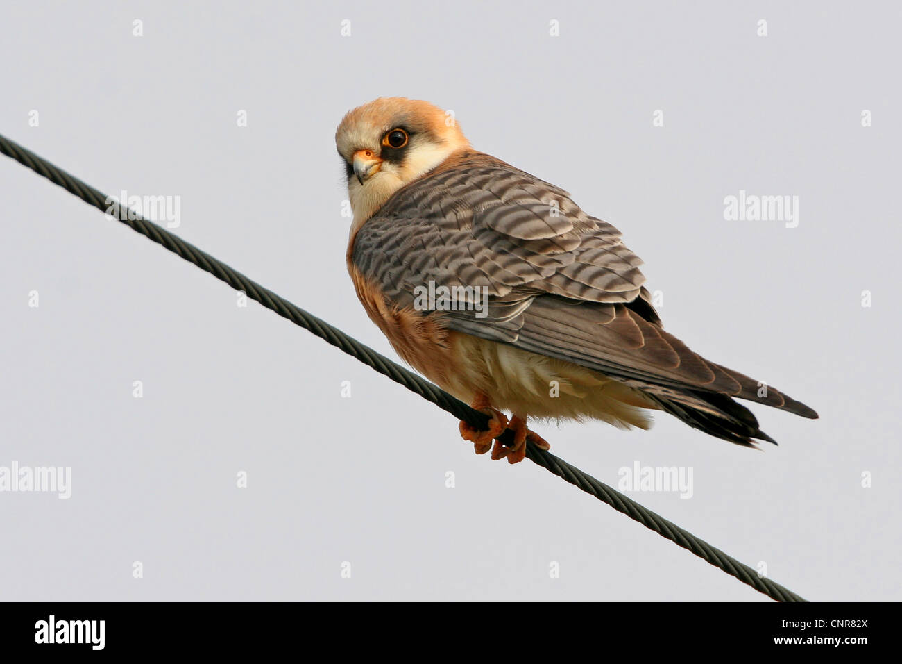 western red-footed falcon (Falco vespertinus), sitting on a steel rope ...