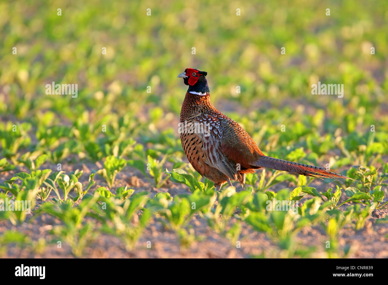 common pheasant, Caucasus Pheasant, Caucasian Pheasant (Phasianus ...