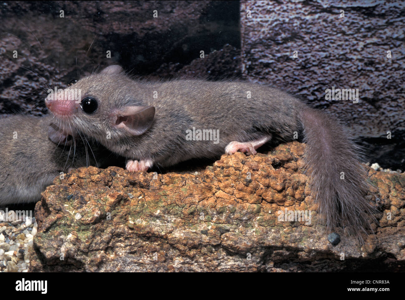 Woodland dormouse graphiurus murinus hi-res stock photography and ...