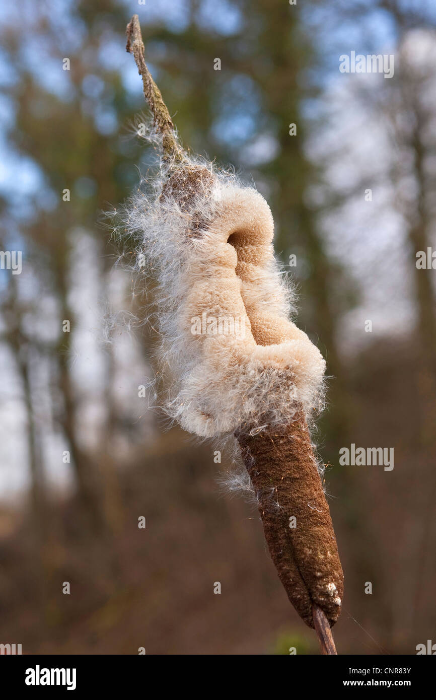 common cattail, broad-leaved cattail, broad-leaved cat's tail, great ...