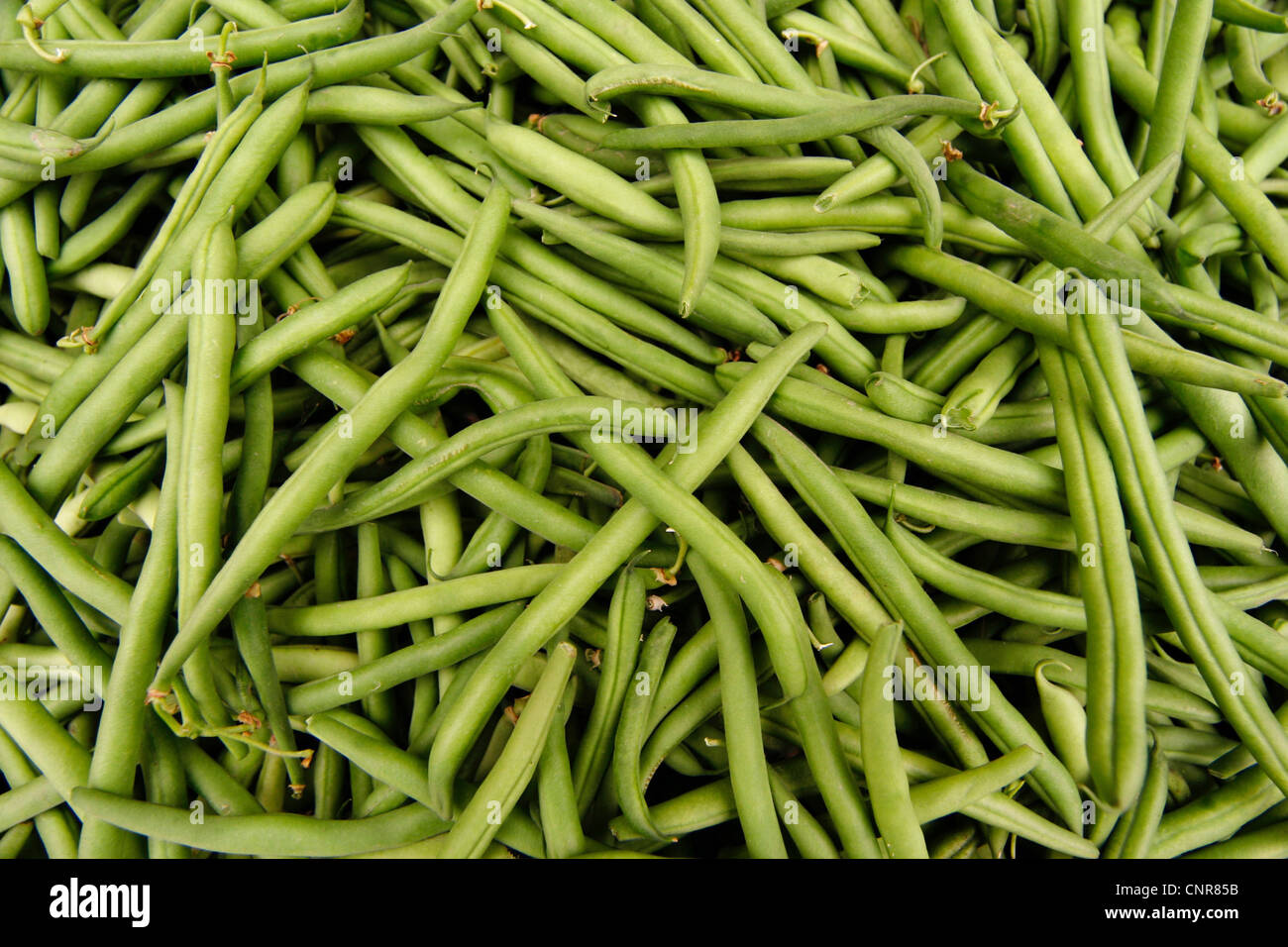 Phaseolus vulgaris var nanus hi-res stock photography and images - Alamy
