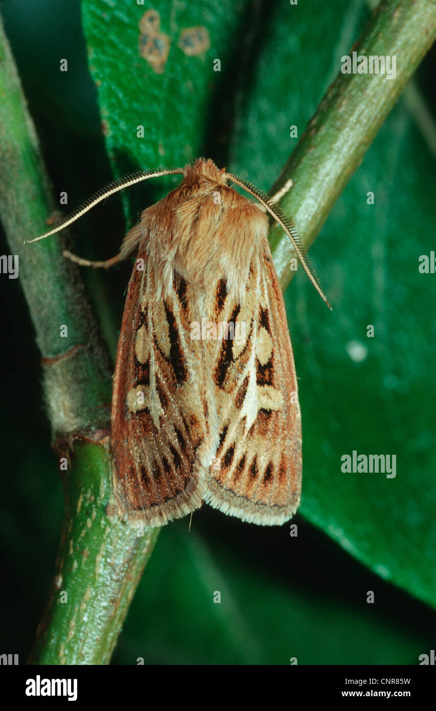 Graminis hi-res stock photography and images - Alamy