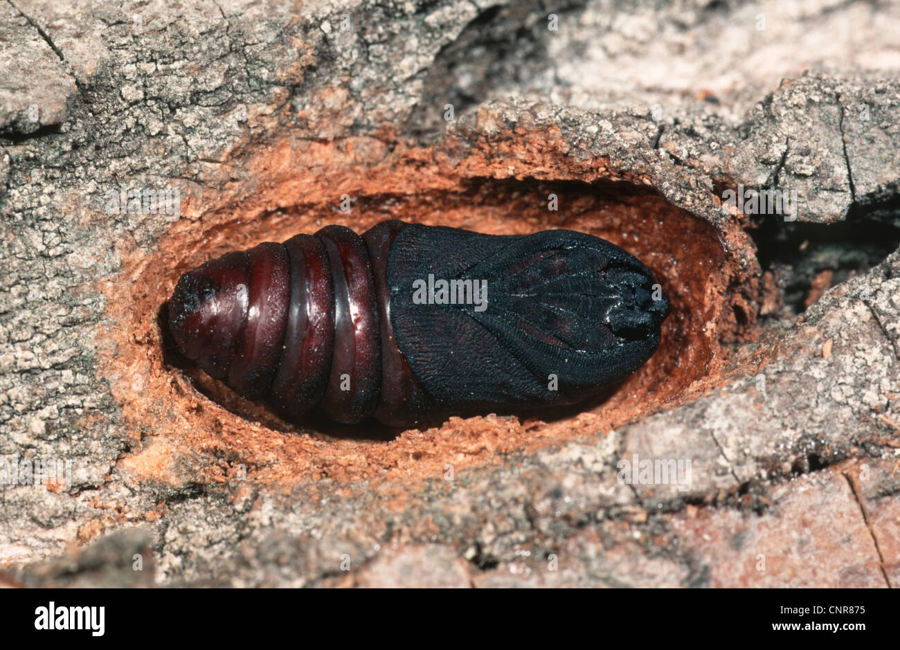 puss moth (Cerura vinula), pupa stage, Germany Stock Photo - Alamy
