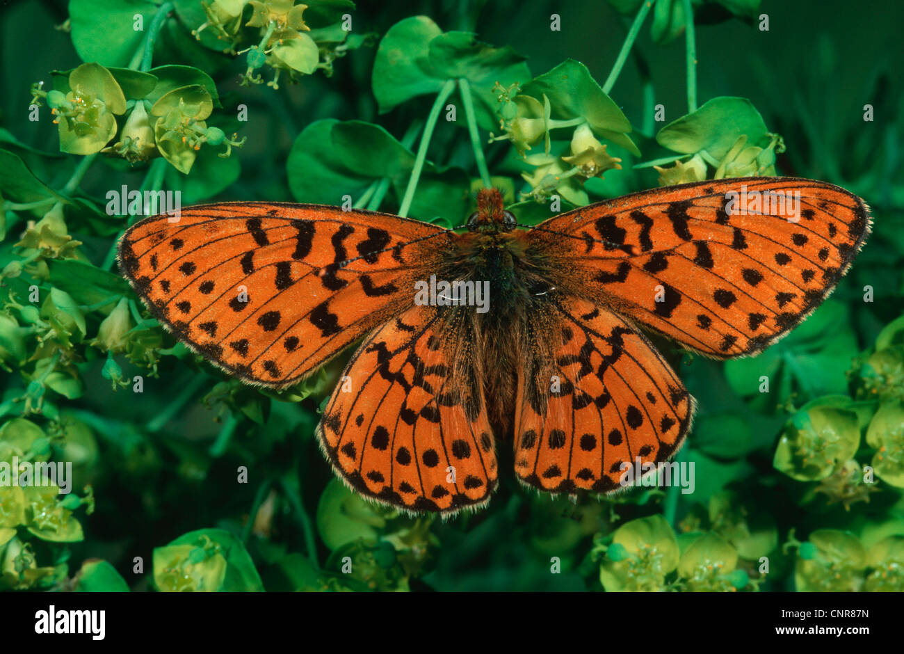 small pearl-bordered fritillary (Clossiana selene, Boloria selene), top ...