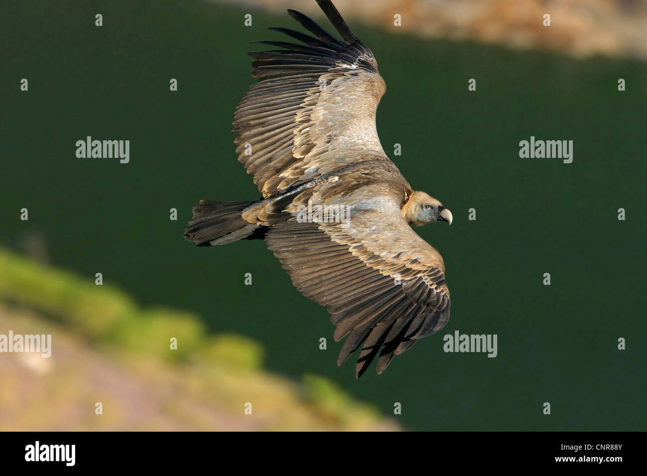 griffon vulture (Gyps fulvus), flying, Spain, Extremadura Stock Photo ...