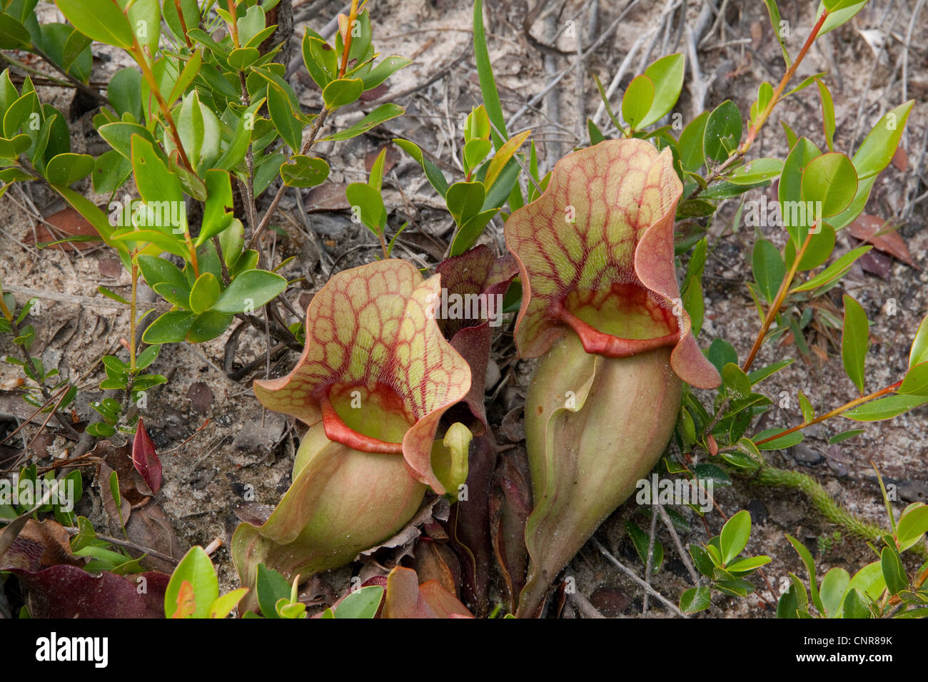 Carnivorous Burk's Pitcher Plant Sarracenia rosea Florida USA Stock ...