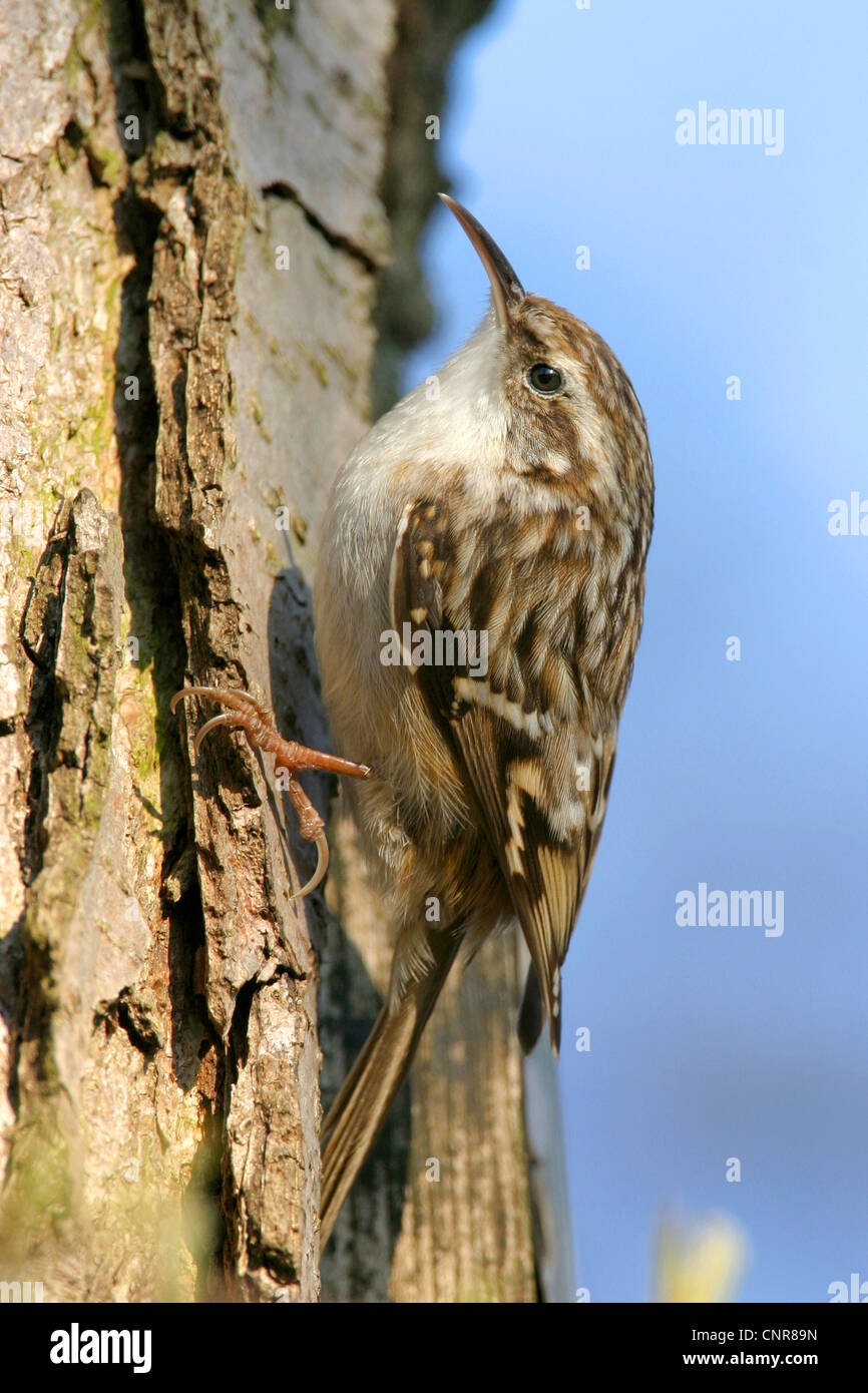 short-toed treecreeper (Certhia brachydactyla), at tree trunk, Germany ...