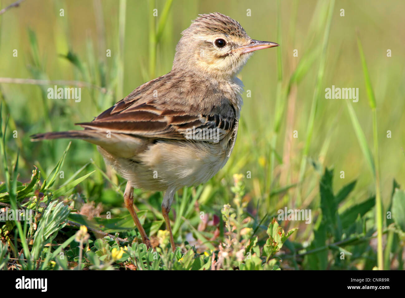 tawny pitpit (Anthus campestris), on meadow, Europe Stock Photo - Alamy
