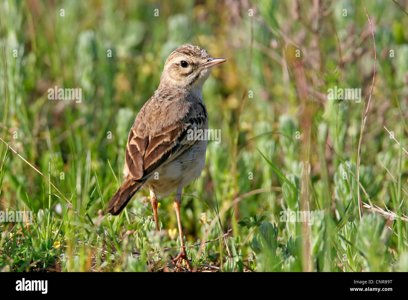 tawny pitpit (Anthus campestris), on meadow, Europe Stock Photo - Alamy