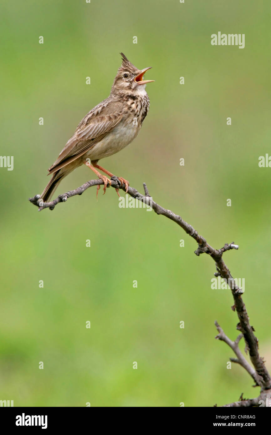 Crested lark galerida cristata singing hi-res stock photography and ...