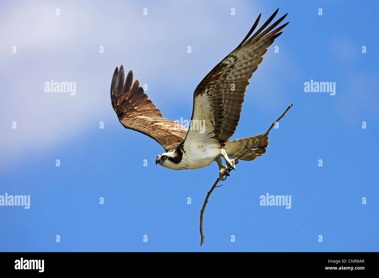 osprey, fish hawk (Pandion haliaetus), flying with nesting material ...