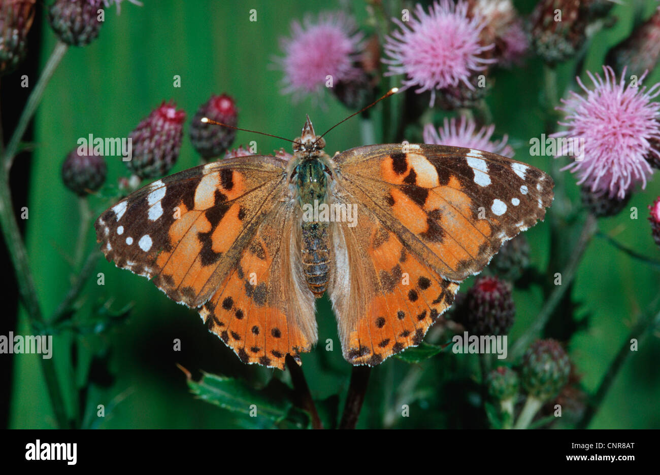 painted lady, thistle (Cynthia cardui, Vanessa cardui), suckling on ...