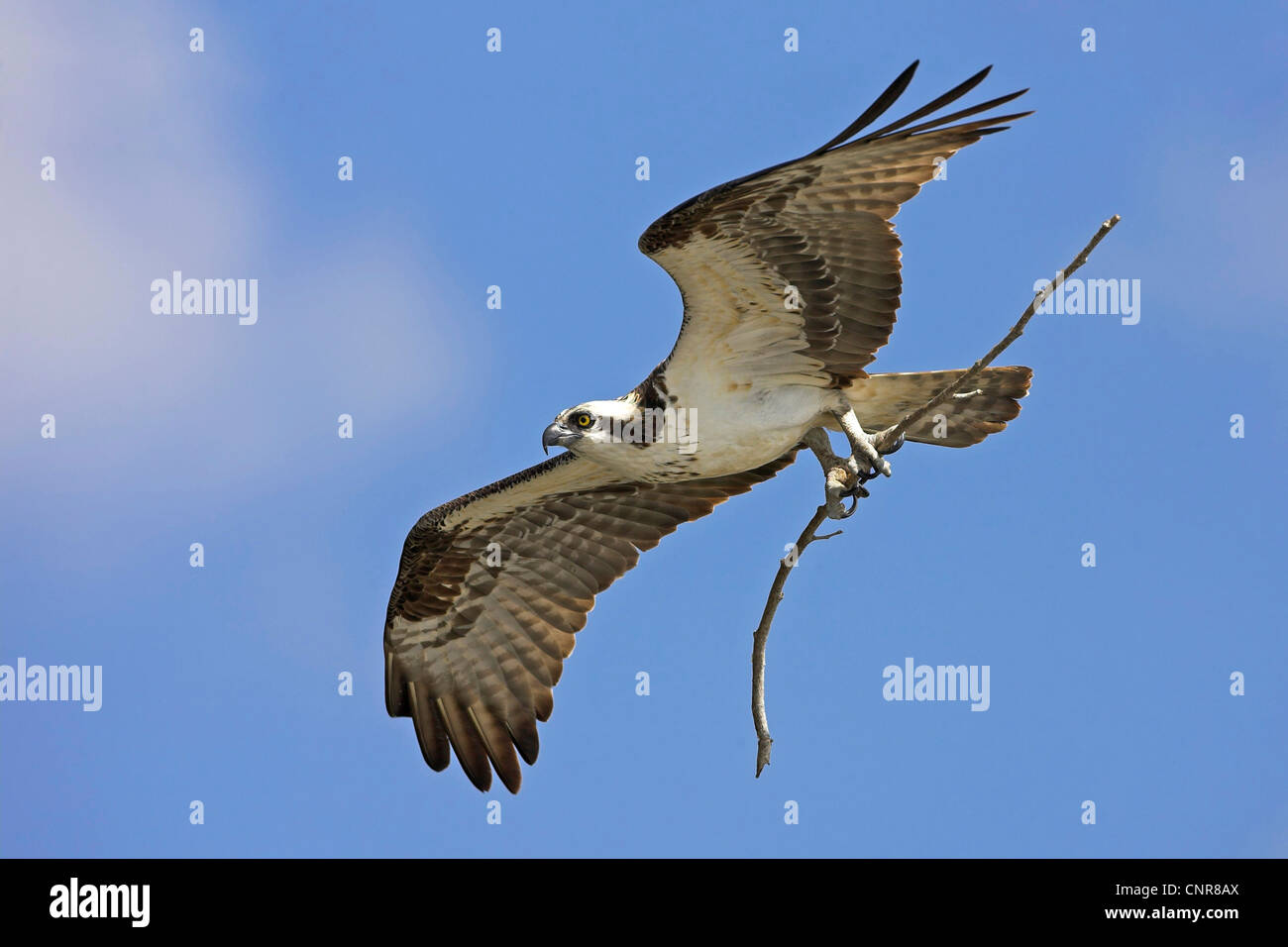 osprey, fish hawk (Pandion haliaetus), flying with nesting material ...