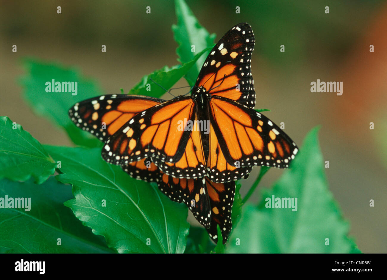 monarch butterfly, milkweed (Danaus plexippus), several individuals one ...