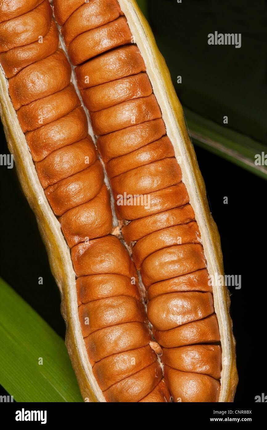 yellow iris, yellow flag (Iris pseudacorus), fruit, Germany Stock Photo ...