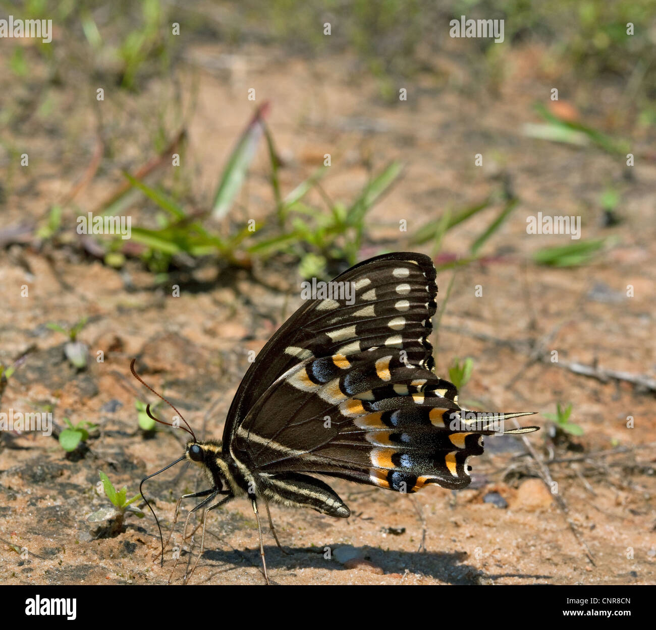 E. Black Swallowtail Butterfly ( Papilio polyxenes ), Mud-puddling, SE ...