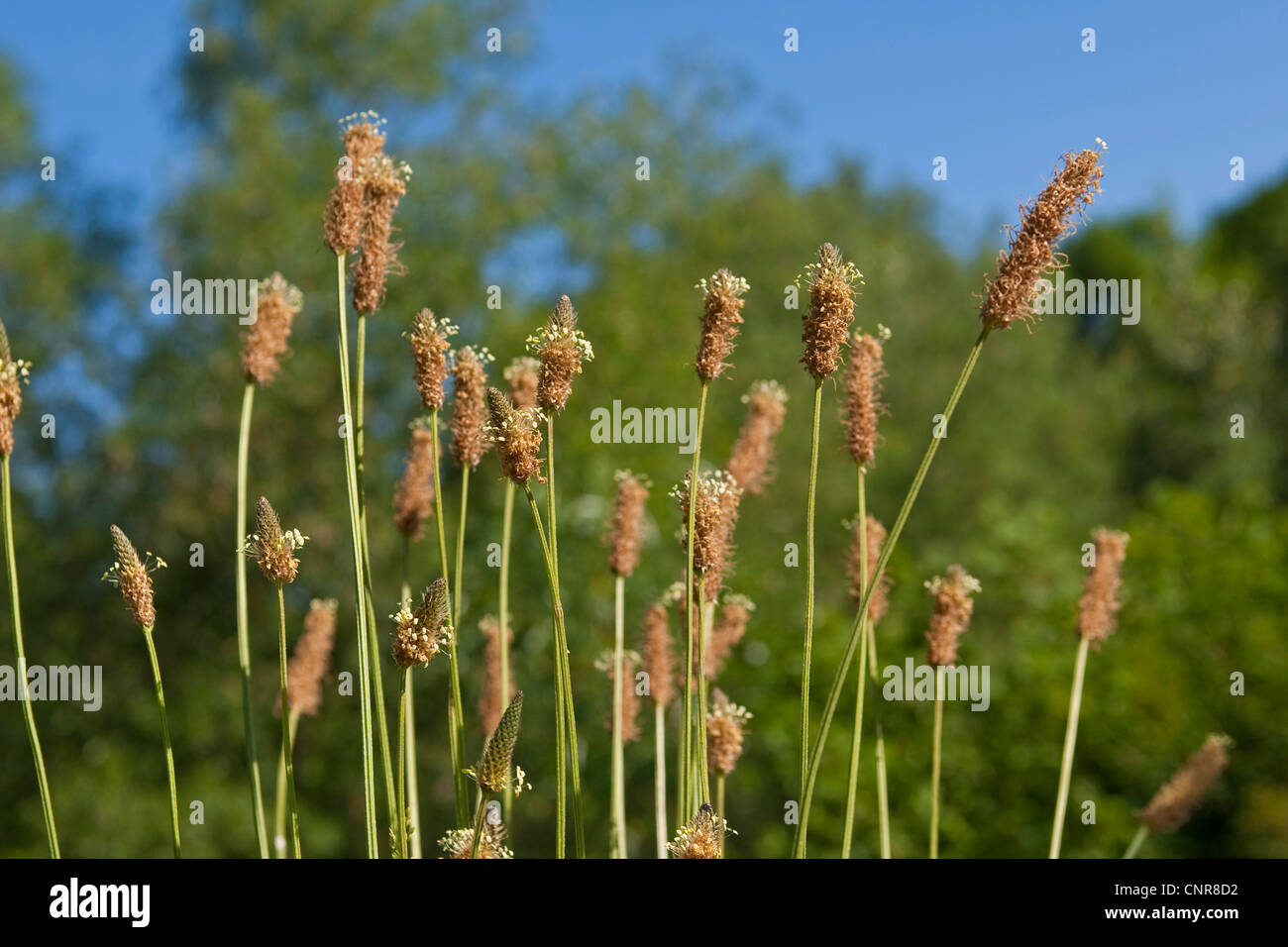 buckhorn plantain, English plantain, ribwort plantain, rib grass ...