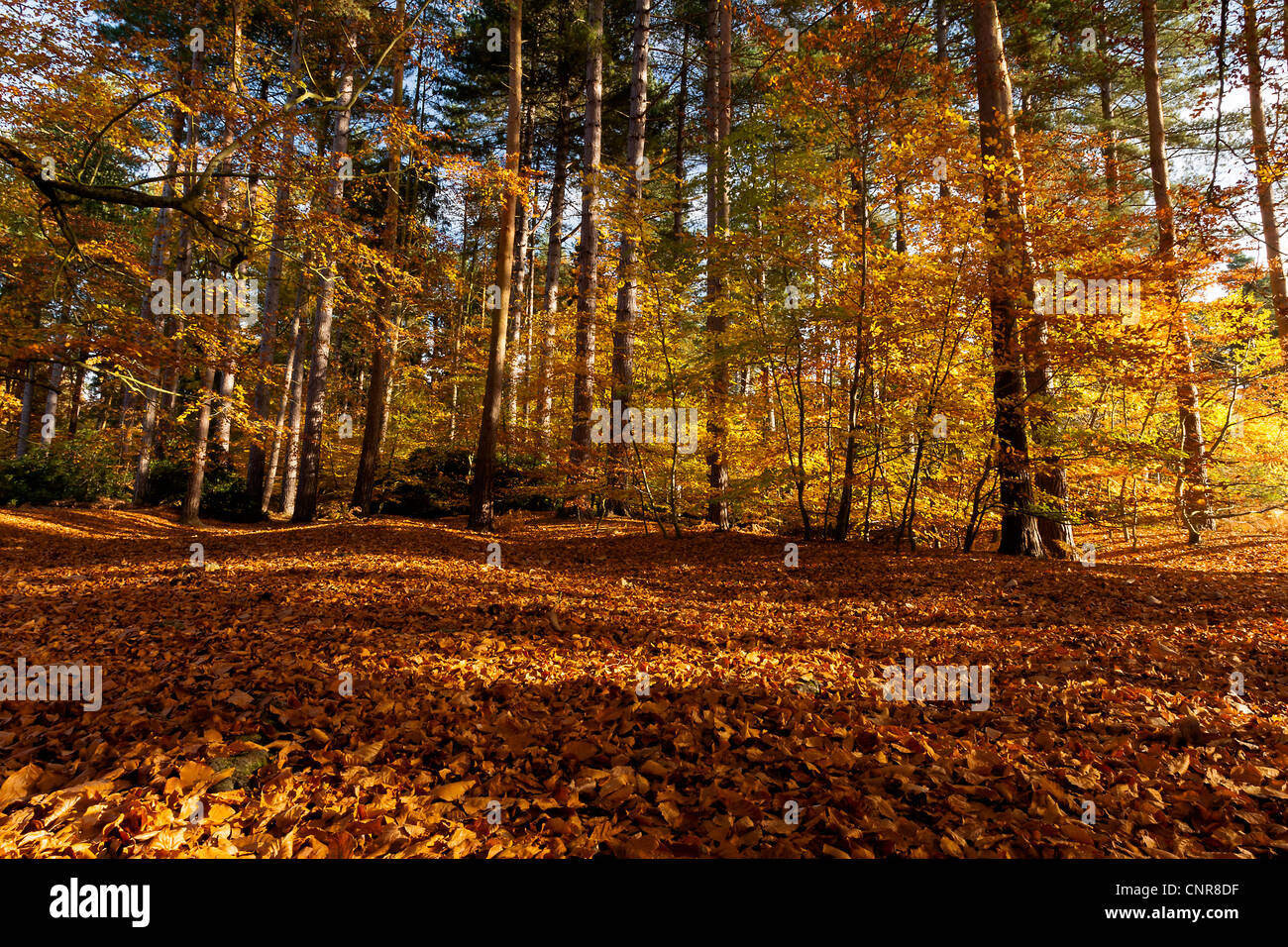England UK Forest Autumn fall temperate seasons Stock Photo - Alamy