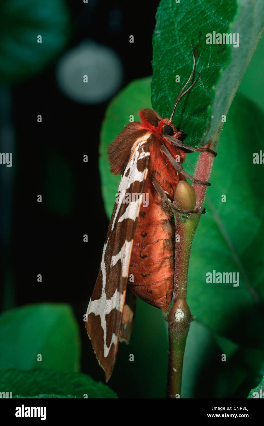 garden tiger (Arctia caja), side view, Germany Stock Photo - Alamy
