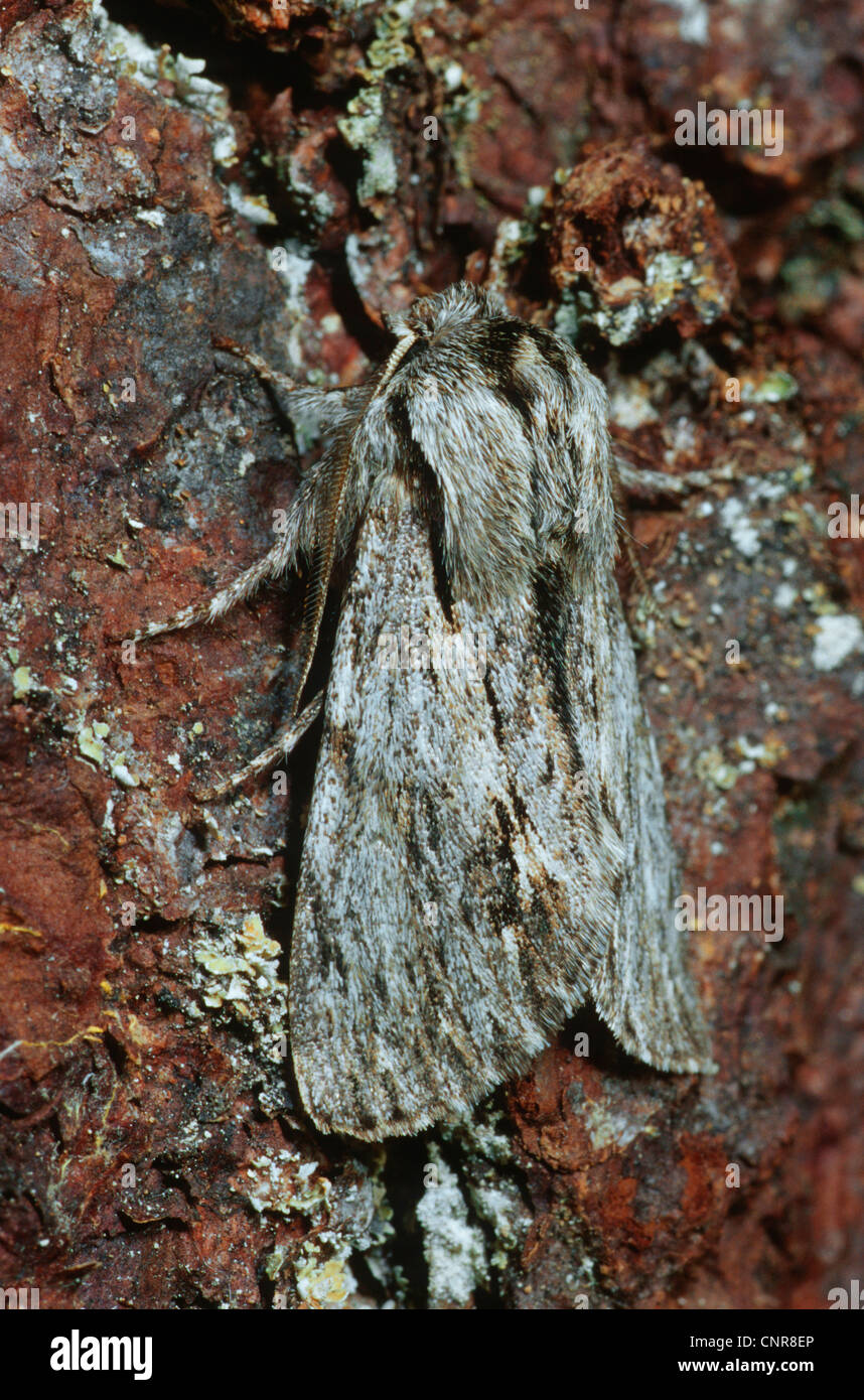 sprawler, common sprawler (Brachionycha sphinx), top view; top side ...