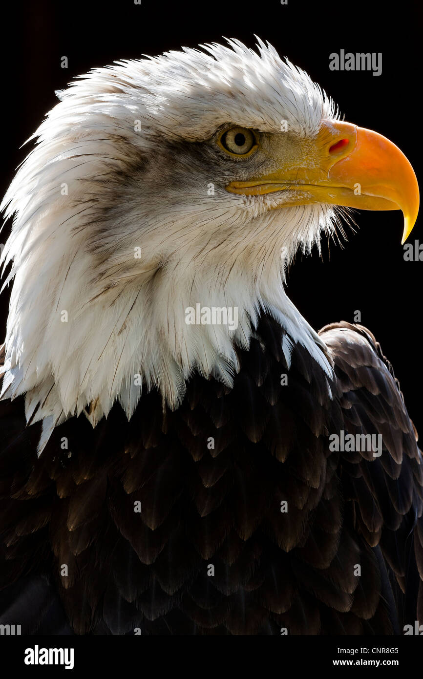 Eagle head hi-res stock photography and images - Alamy