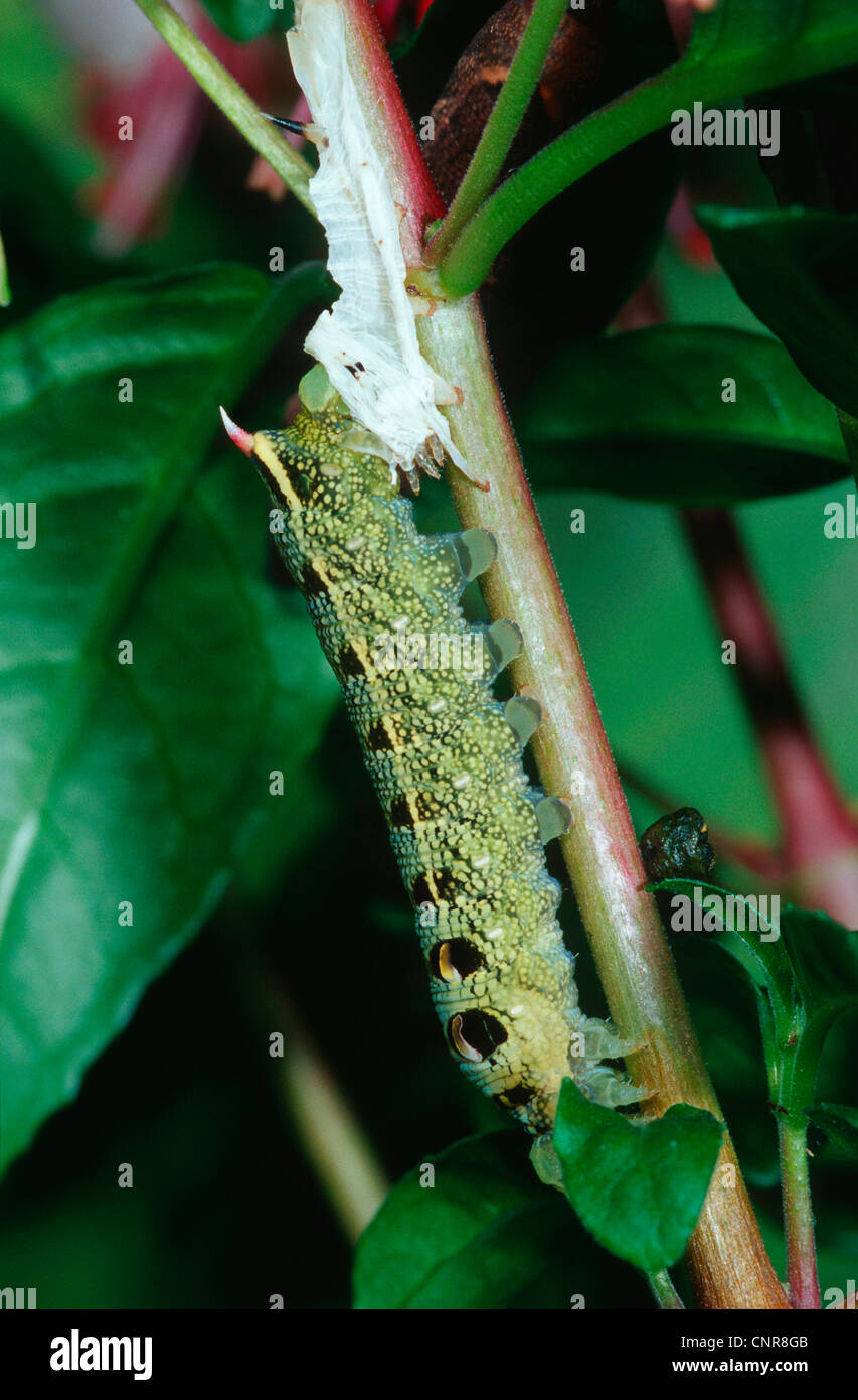 elephant hawkmoth (Deilephila elpenor), molting caterpillar, Germany ...