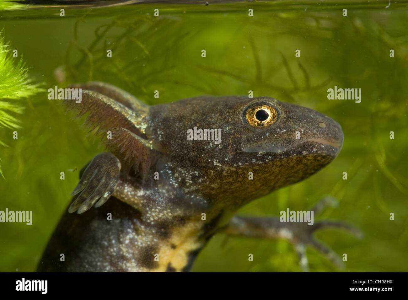 Southern crested newt hi-res stock photography and images - Alamy